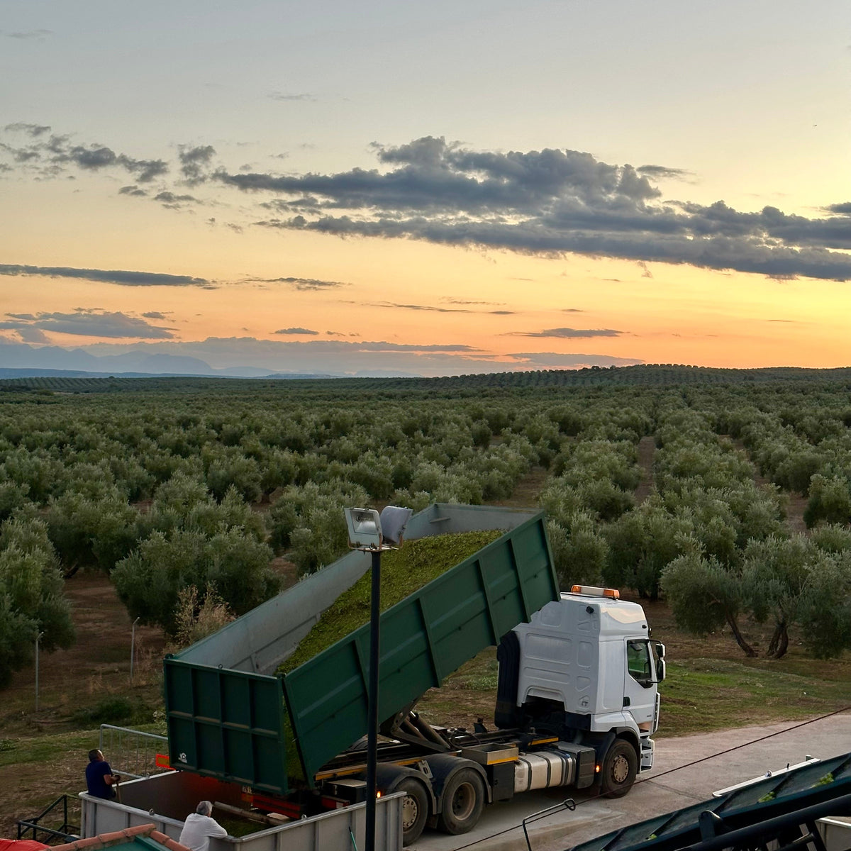 2025/2026 Olive Oil Harvest Forecast & Price Outlook